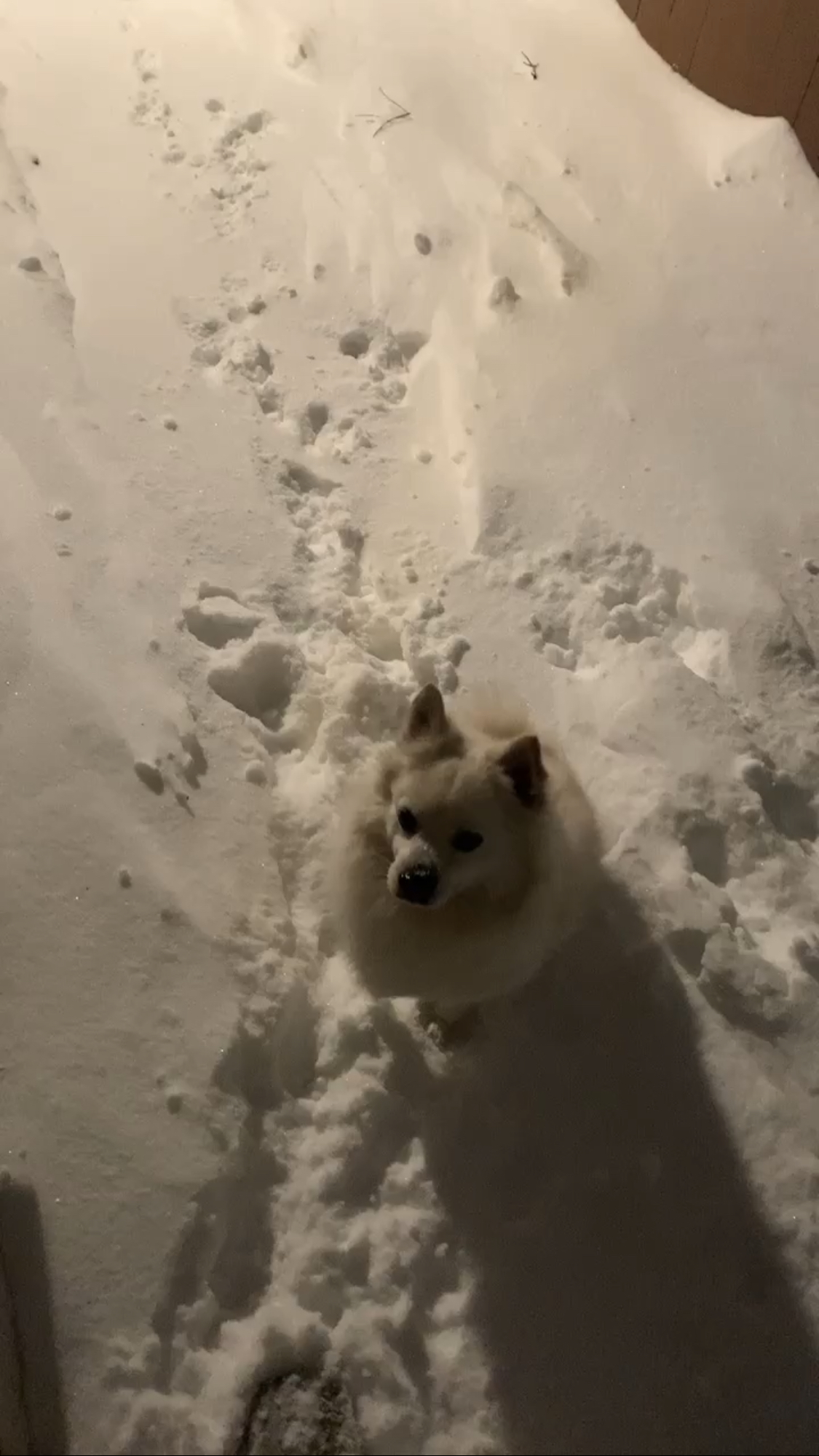 Happy by Ellie Yu - Heartland English Blog